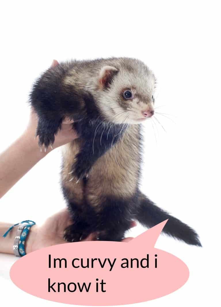 The 7 Best Ferret Harness Reviews
