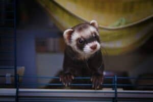 Movies with Ferrets in Them: Lord of the Rings and More