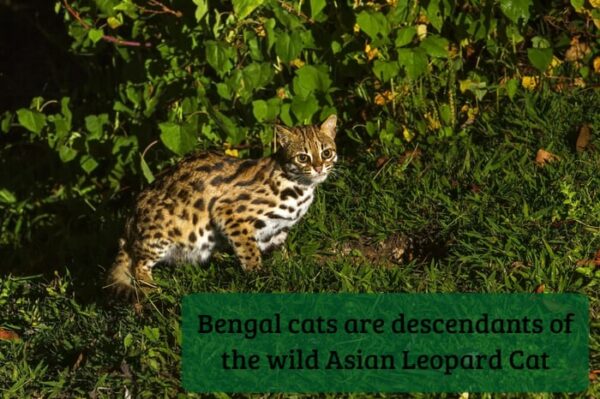 What to Know About F Ratings of Bengal Cats?