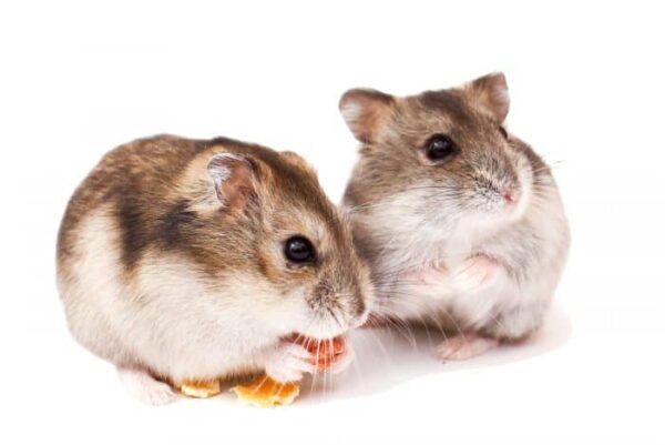 300+ Cute Hamster Names For Male & Female Hamsters