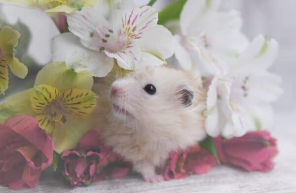 300+ Cute Hamster Names For Male & Female Hamsters