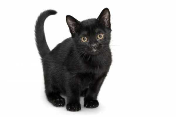23 fun facts you should definitely know about Bombay cats