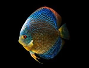 How Many Discus Fish in 3, 10, 15, 20, 25, or 30-Gallon Tanks?