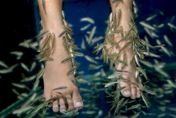 Do fish attack humans? Do fish bite humans?