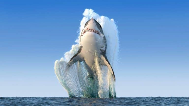 Do fish attack humans? Do fish bite humans?
