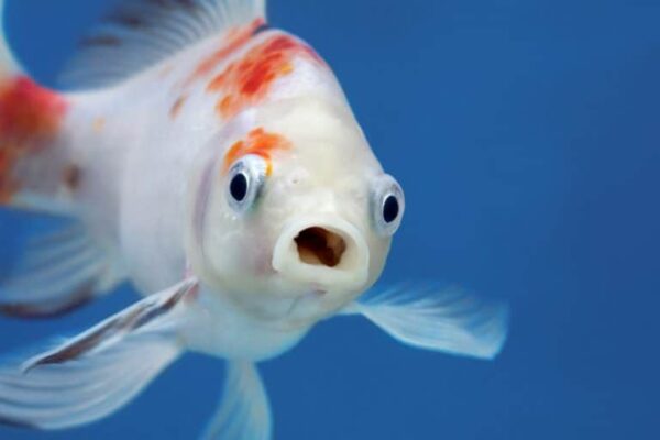 Do fish cough, sneeze, or cry?