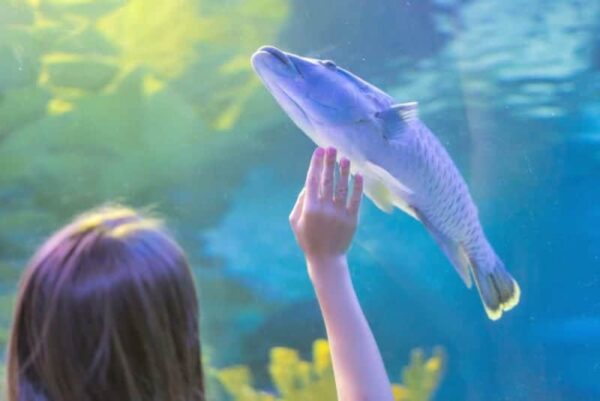 Do fish like being petted? And do fish recognize their owners?