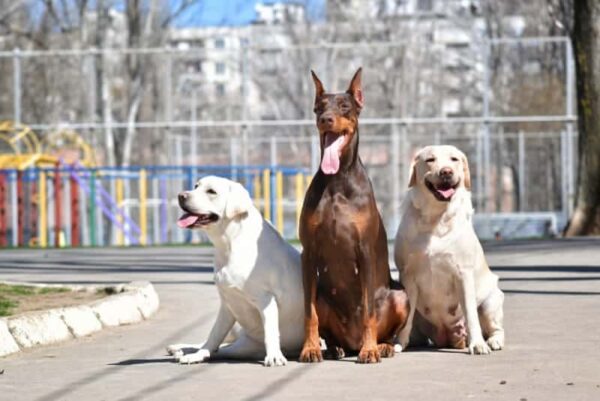 Labrador vs Doberman - Which breed is better?