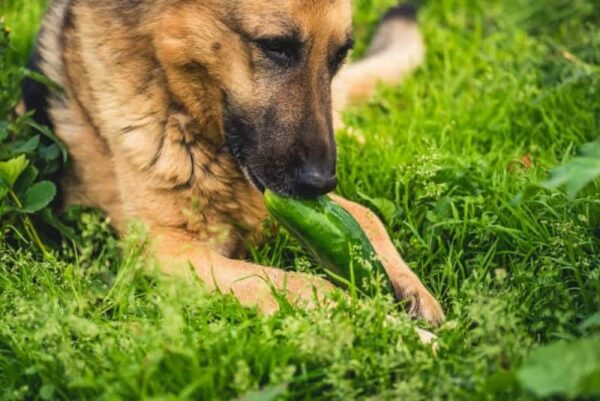 Can dogs eat bok choy? Is it safe?