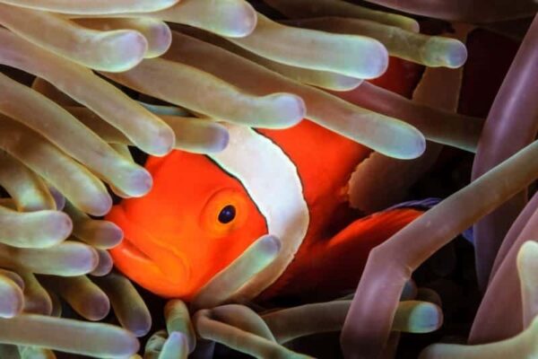 Why Is My Fish Not Swimming?