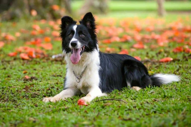 Labrador vs Border Collie — Which breed is better?