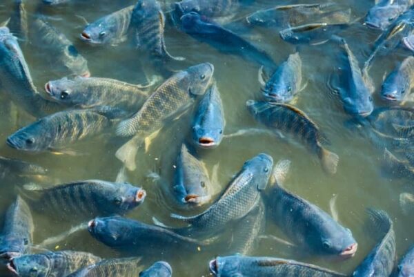 Do fish cough, sneeze, or cry?