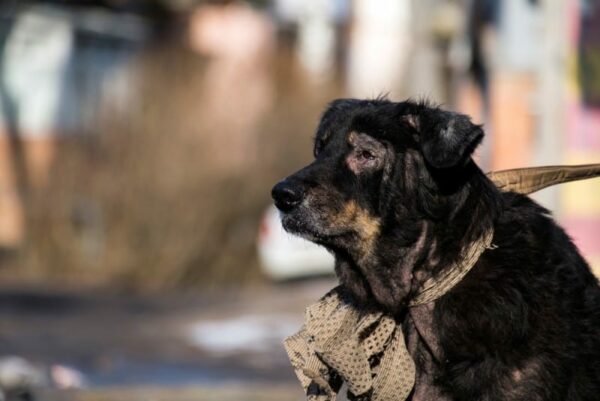 What could cause my dog to bite/pull her own hair out?