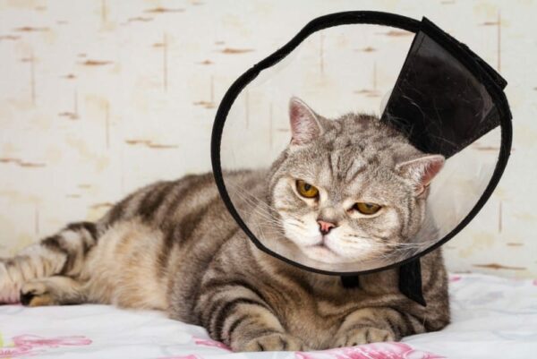 How can I stop my cat from removing her cone?