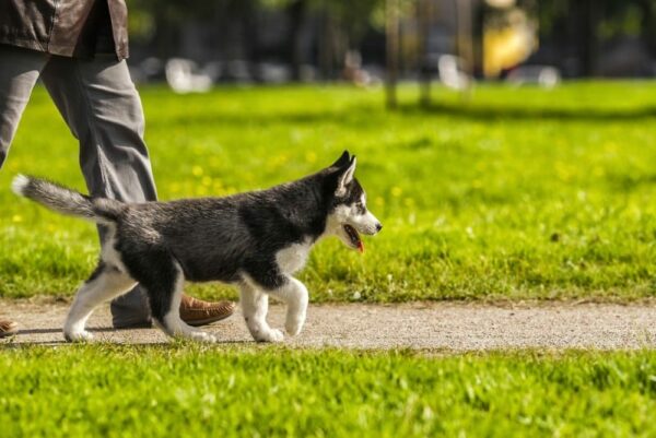 How long (distance) should I exercise my Husky puppy?