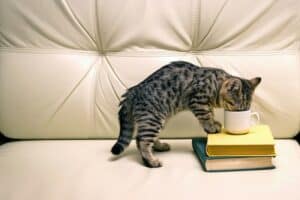 My Cat Drank Coffee - Should I be Worried?