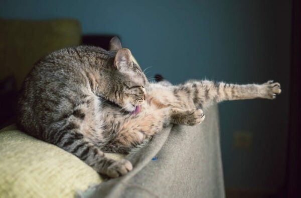 Why Does My Cat Lick the Fur off Her Lower Belly?