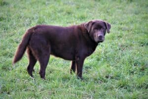 How much should my Labrador weigh? - Labrador weight charts