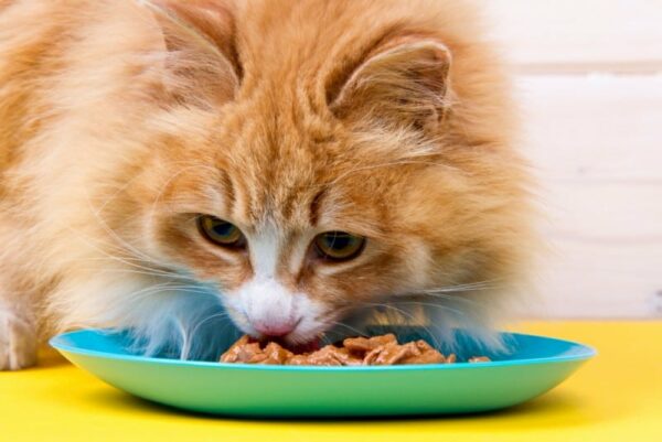 13 Best Cat Foods for Cats with No Teeth (or Few/Bad Teeth)