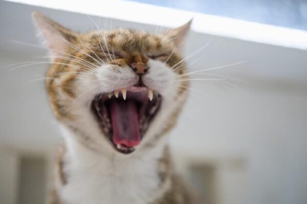 13 Best Cat Foods for Cats with No Teeth (or Few/Bad Teeth)