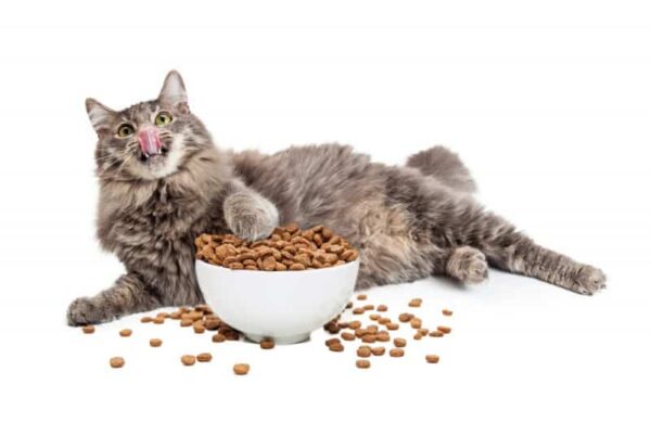 14 Best Tasting Cat Foods for Picky Cats