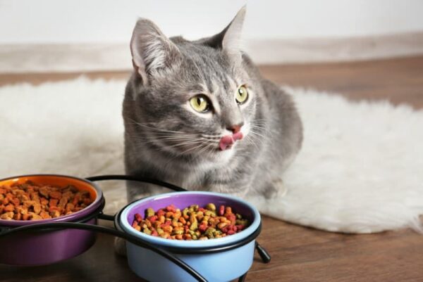 14 Best Tasting Cat Foods for Picky Cats