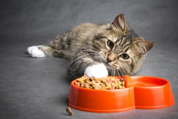 14 Best Tasting Cat Foods for Picky Cats