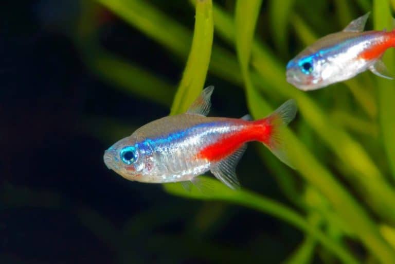 How to Tell If a Neon Tetra Is Going To Lay Eggs