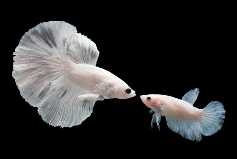 Do Fish Have Periods? Which Fish Have Menstrual Cycles?