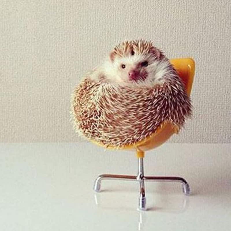 The 24 Best Toys For Hedgehogs