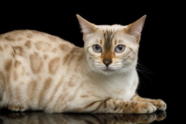 The Snow Bengal Cat Ultimate Guide