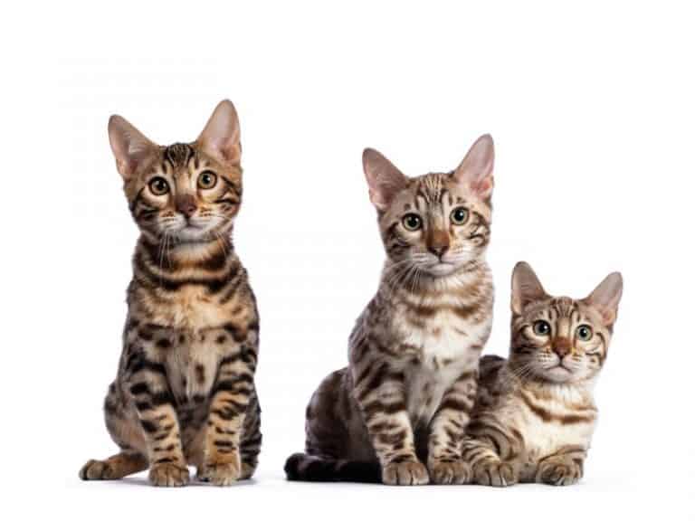 The Snow Bengal Cat Ultimate Guide