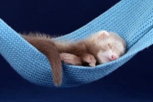 300 Cute And Awesome Ferret Names