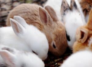 At What Age Can you Separate Baby Rabbits from Mother?