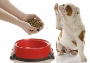 Dog refuses to eat unless fed by hand - What to do?