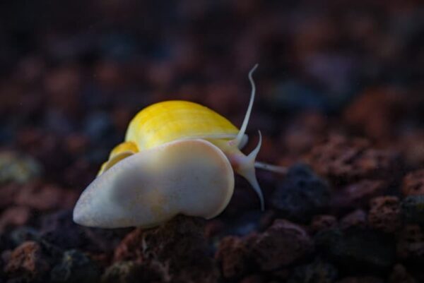 Golden snail floating... But still alive!?