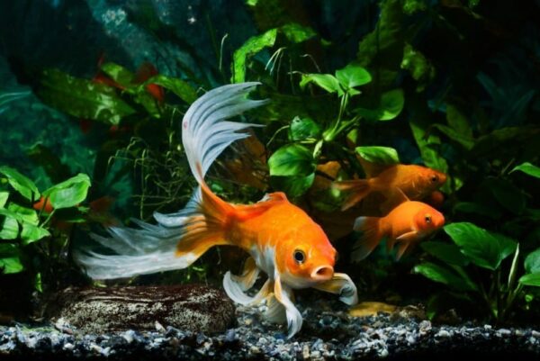 Will a fish’s tail and fin heal or grow back?