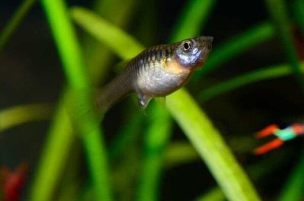 Is My Fish Pregnant, Fat Or Just Bloated?