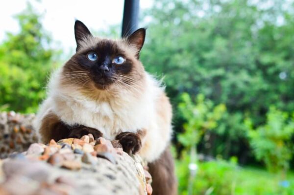 8 Best Cat Foods For Balinese Cats