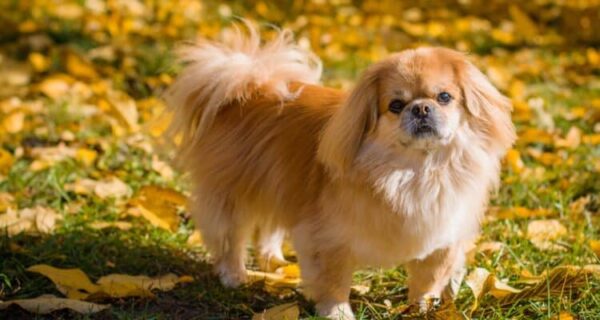 The 8 Best Dog Foods for Pekingese