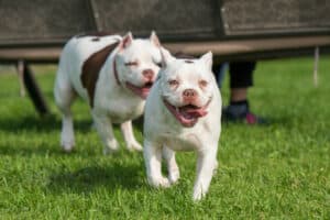 How To Stop A Pitbull Puppy From Biting