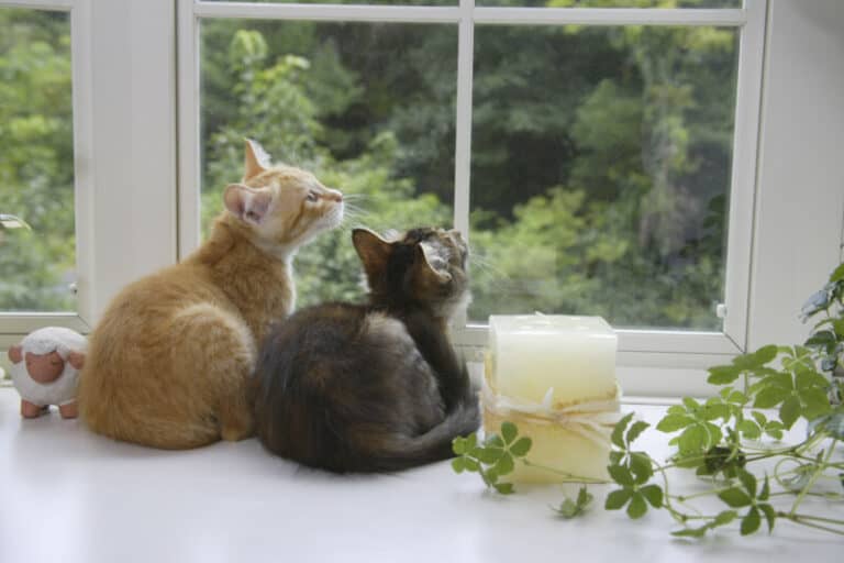 Why Cats Love Looking Out Windows