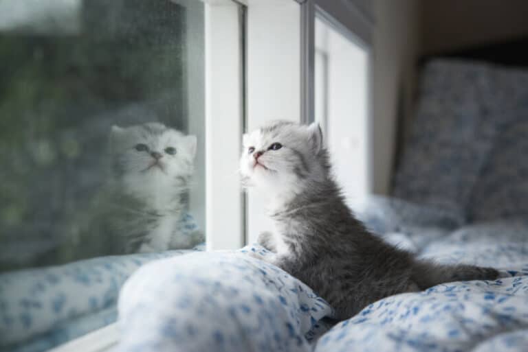 Why Cats Love Looking Out Windows