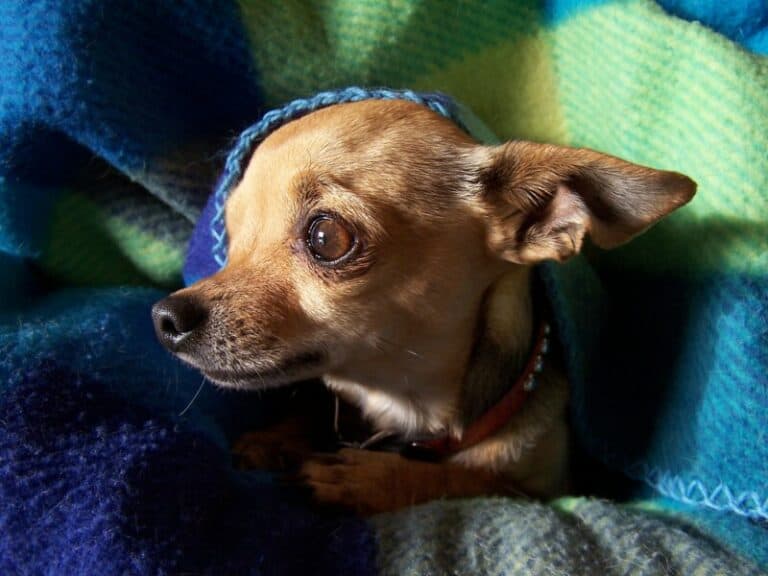 The Difference Between Teacup and Toy Chihuahuas