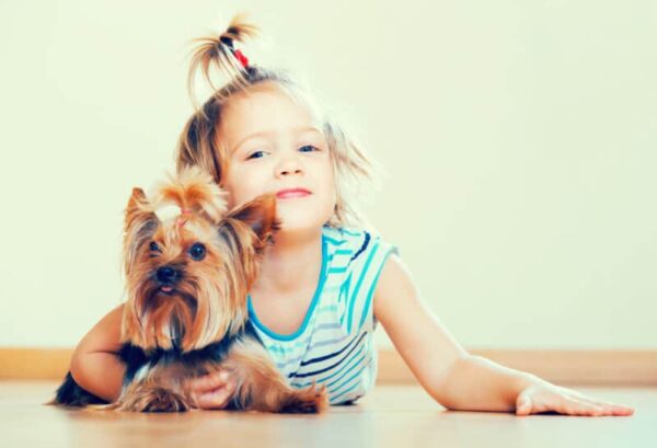 Difference between a Parti Yorkie and a regular Yorkie