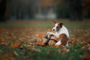 Remedies for Canine Razor Burn