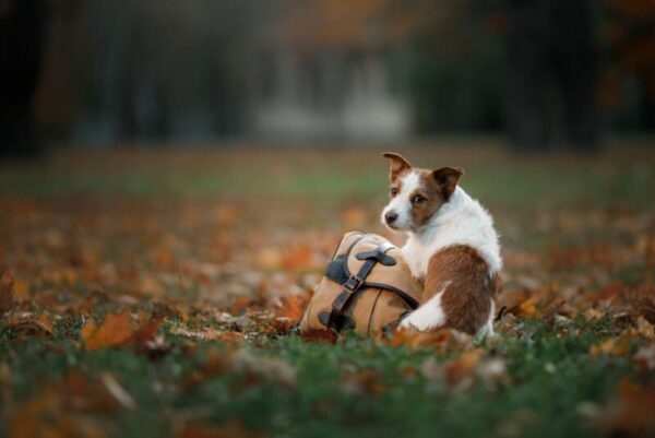 Remedies for Canine Razor Burn