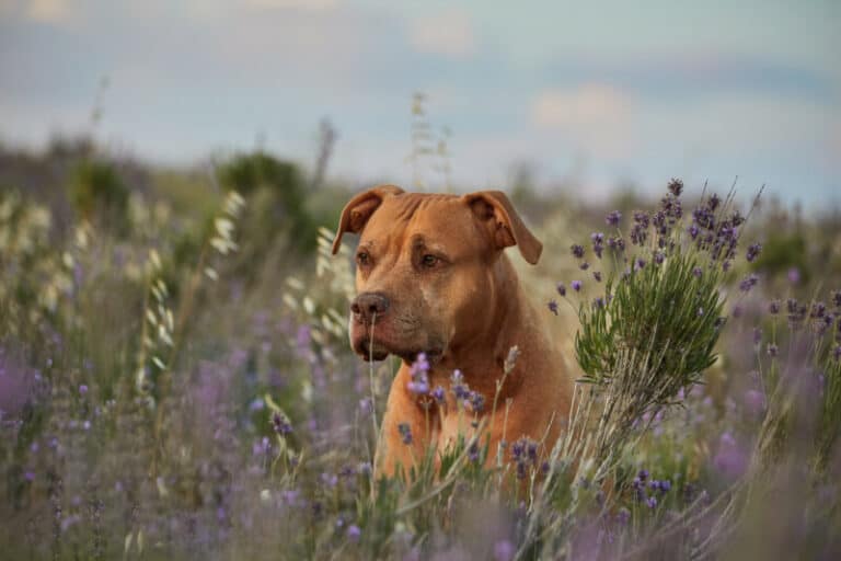 Information About Inbred Pitbulls