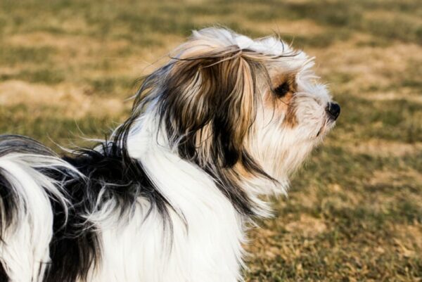 Difference between a Parti Yorkie and a regular Yorkie