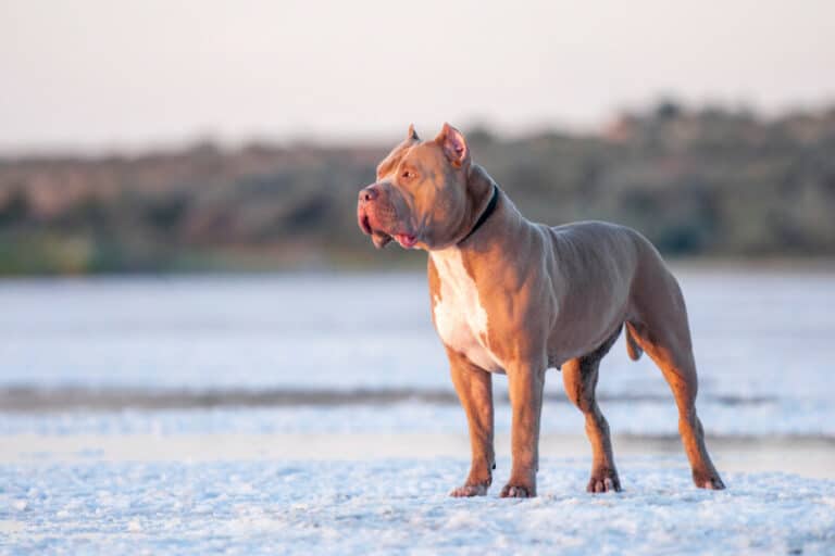 Information About Inbred Pitbulls